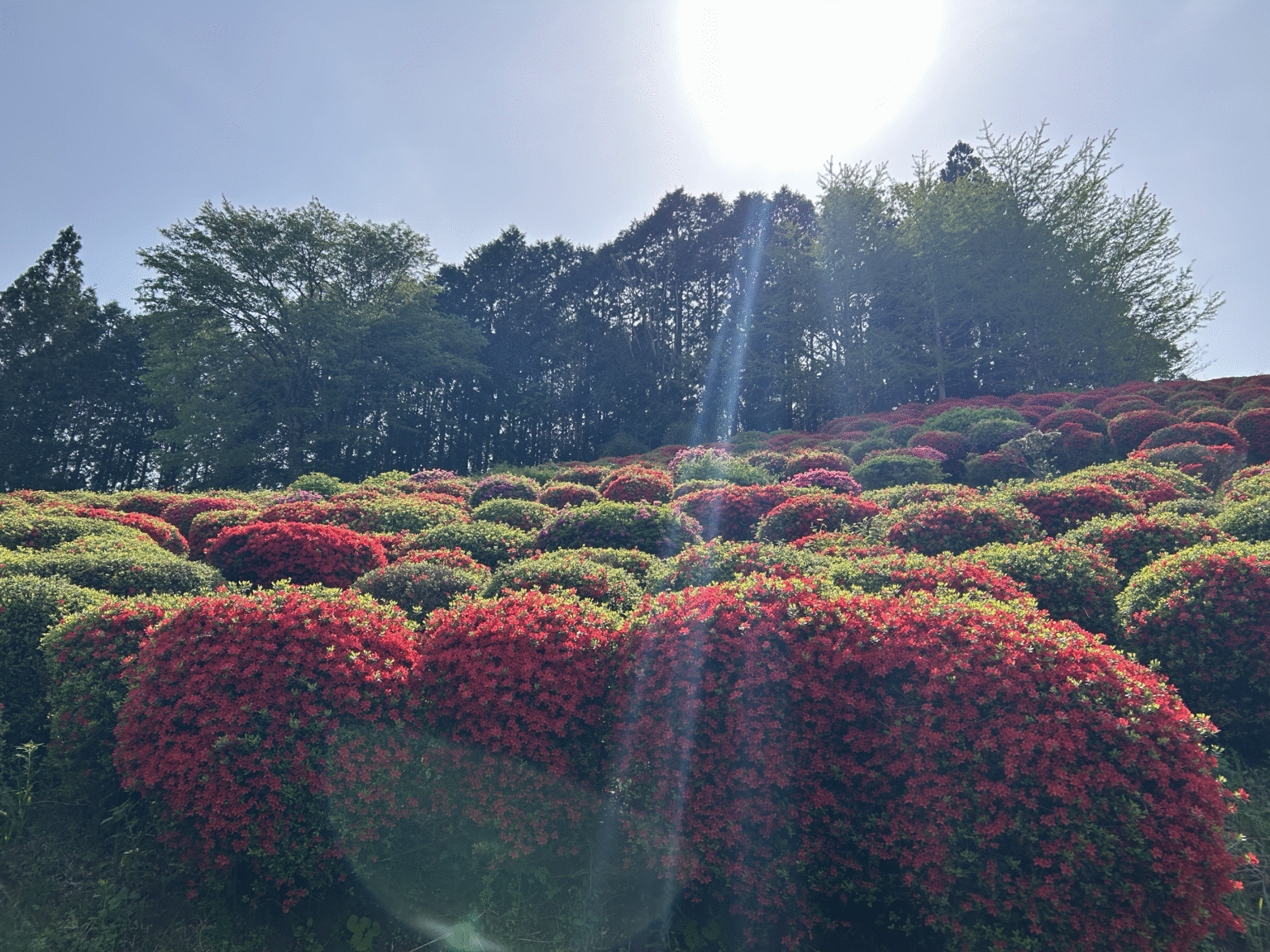 天神山つつじ公園で春を満喫しました🌺 – FSC｜ふれあいサポートセンターHINOKAGE
