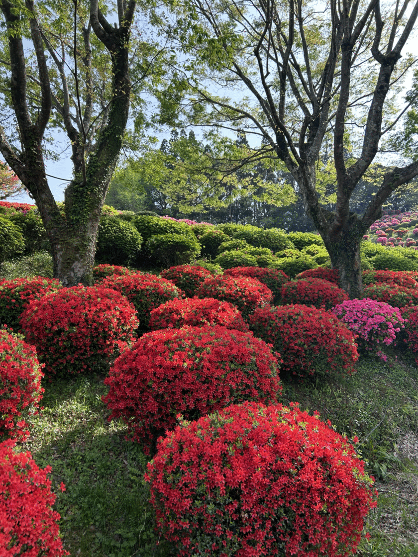 天神山つつじ公園で春を満喫しました🌺 – FSC｜ふれあいサポートセンターHINOKAGE
