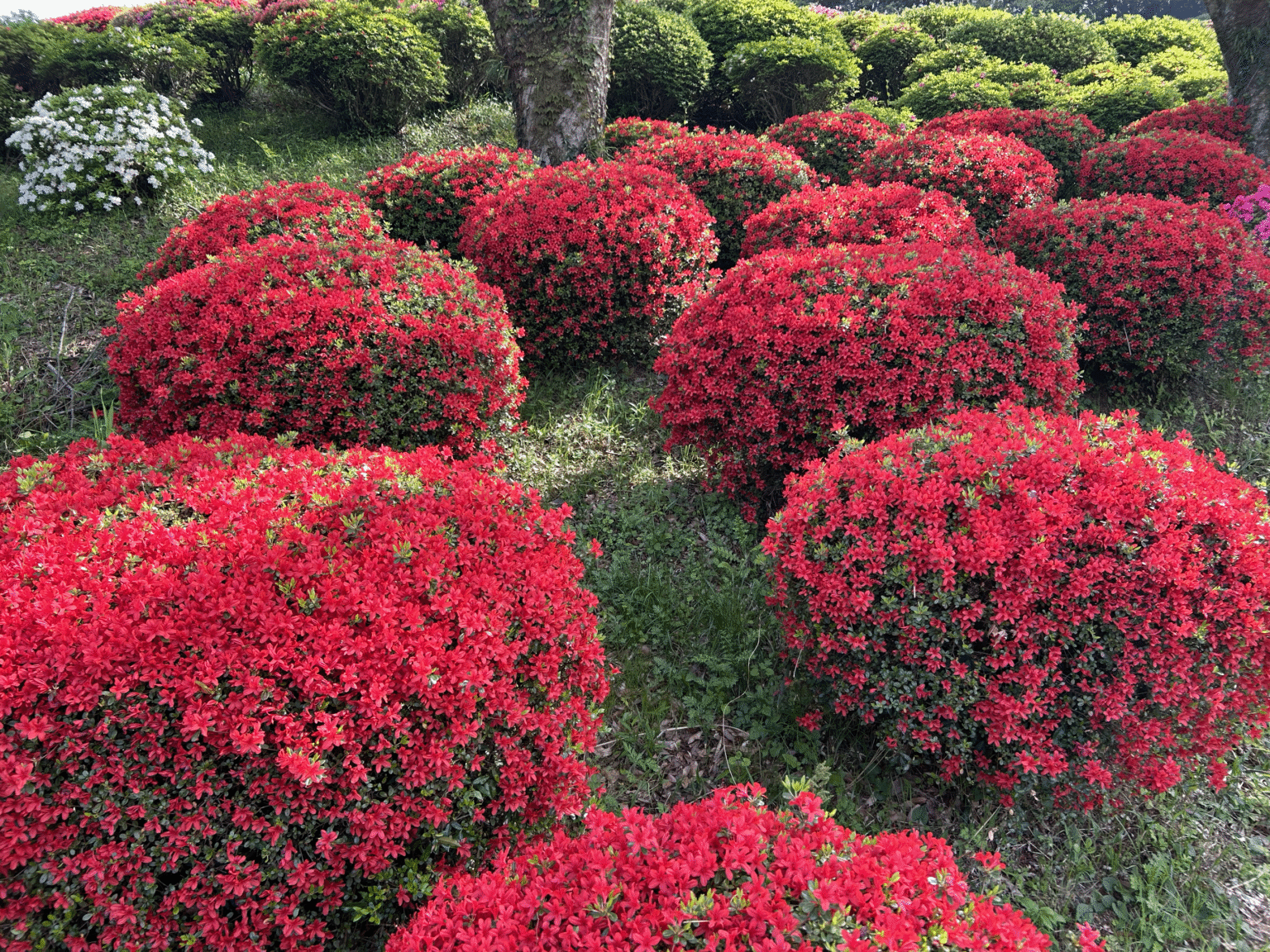 天神山つつじ公園で春を満喫しました🌺 – FSC｜ふれあいサポートセンターHINOKAGE